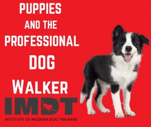 Puppies and the Professional Dog Walker