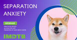 Separation Anxiety in Dogs: Webinar