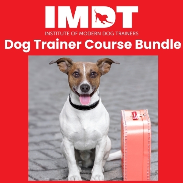 IMDT Dog Trainer Courses in England | Dog Trainer Courses